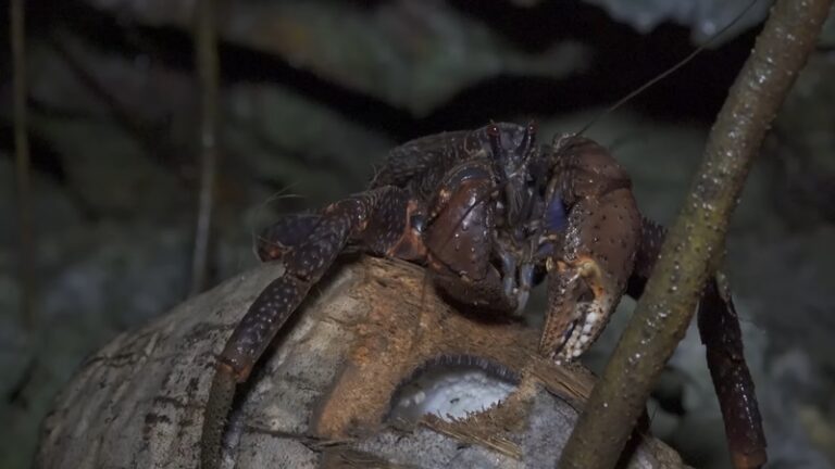 20 Coconut Crab Facts Every Seafood Lover Should Know - Cooking Light Diet