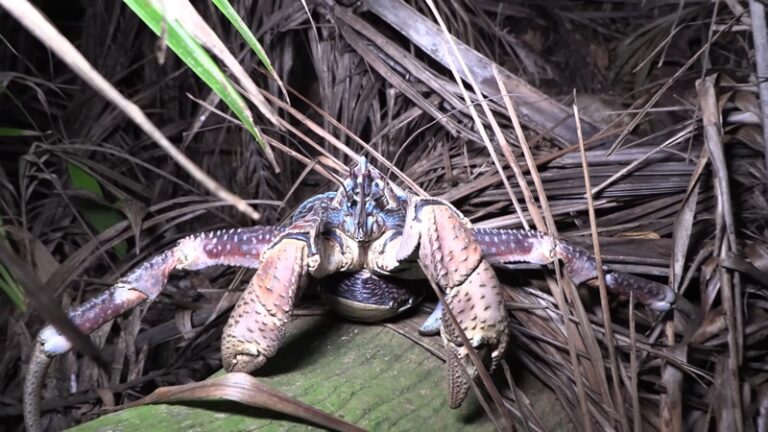 20 Coconut Crab Facts Every Seafood Lover Should Know - Cooking Light Diet
